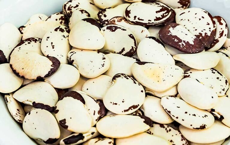 El Garrofón: Origen, Historia y Su Relevancia en la Cocina Española Actual